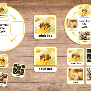 Life Cycle Printable Set: Homeschool Flashcards & Posters (PDF) - Etsy