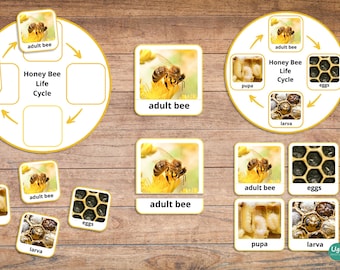 Life Cycle Printable Set: Homeschool Flashcards & Posters (PDF) - Etsy