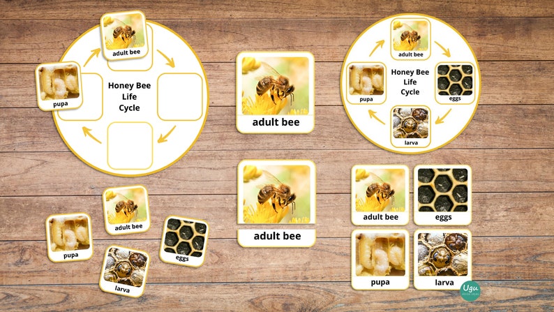 A Set of Life Cycles, Life Cycle, Printable Cards, Game, Posters ...