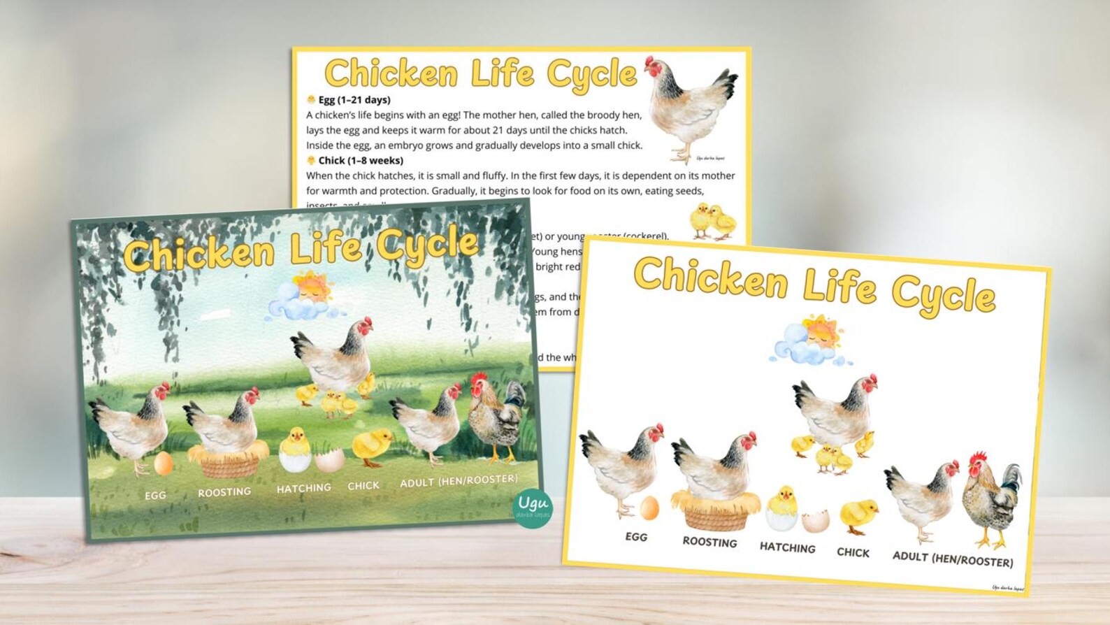 Chicken Life Cycle Activity: Hen Craft, Maze, Coloring Pages (PDF) - Etsy