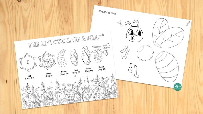 Bee Life Cycle Printable: Montessori Activity, Coloring Pages (PDF) - Etsy