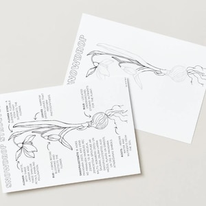 Snowdrop Life Cycle, Snowdrop Craft, Spring Activity, Preschool Spring ...