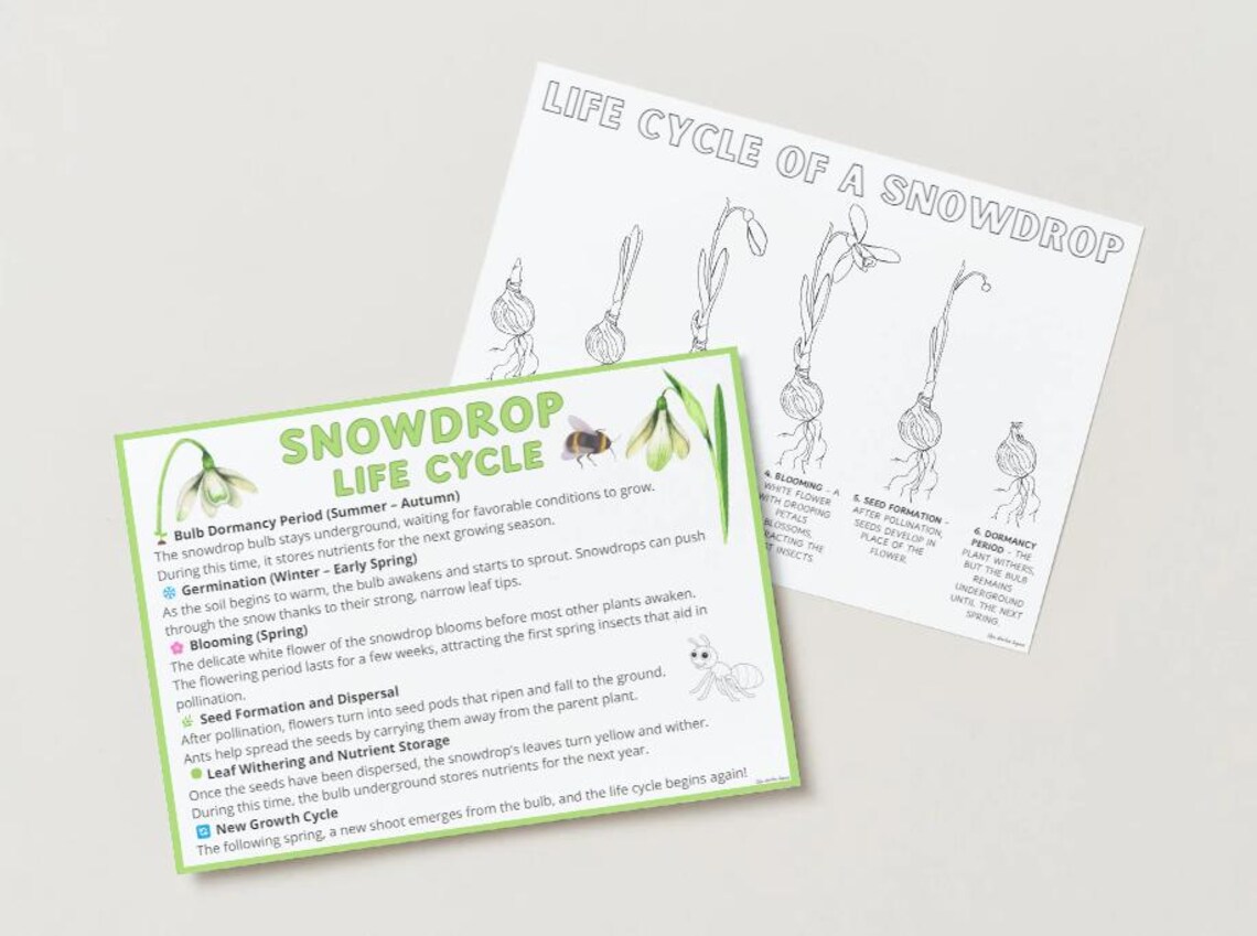Snowdrop Life Cycle, Snowdrop Craft, Spring Activity, Preschool Spring ...