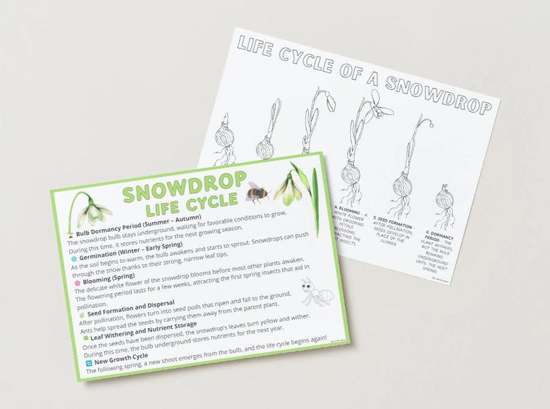 Snowdrop Life Cycle, Snowdrop Craft, Spring Activity, Preschool Spring ...