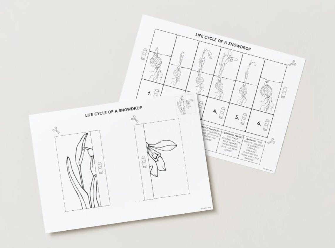 Snowdrop Life Cycle, Snowdrop Craft, Spring Activity, Preschool Spring ...