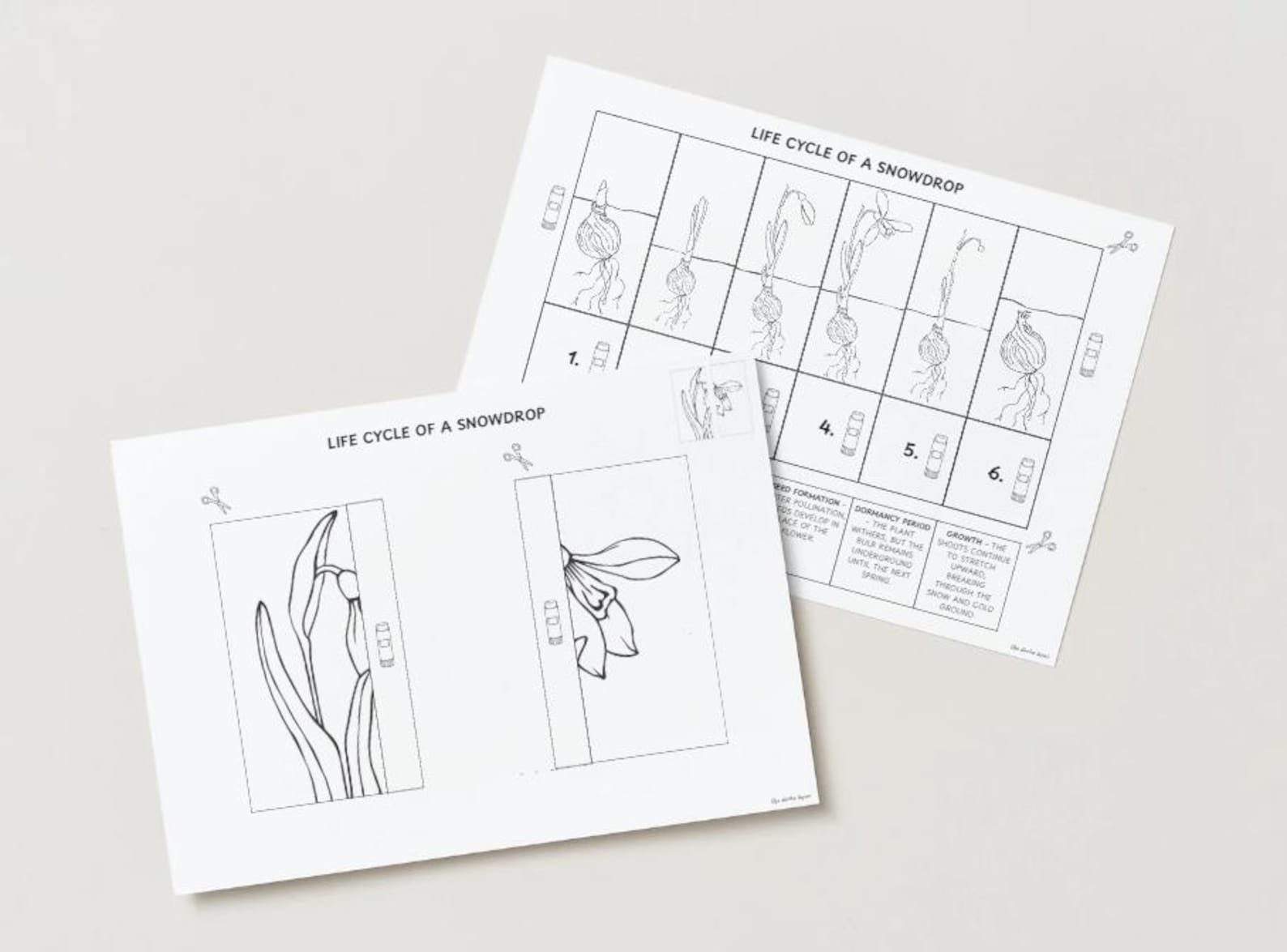 Snowdrop Life Cycle, Snowdrop Craft, Spring Activity, Preschool Spring ...