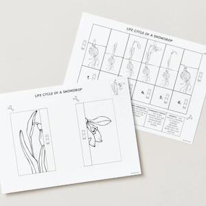 Snowdrop Life Cycle, Snowdrop Craft, Spring Activity, Preschool Spring ...