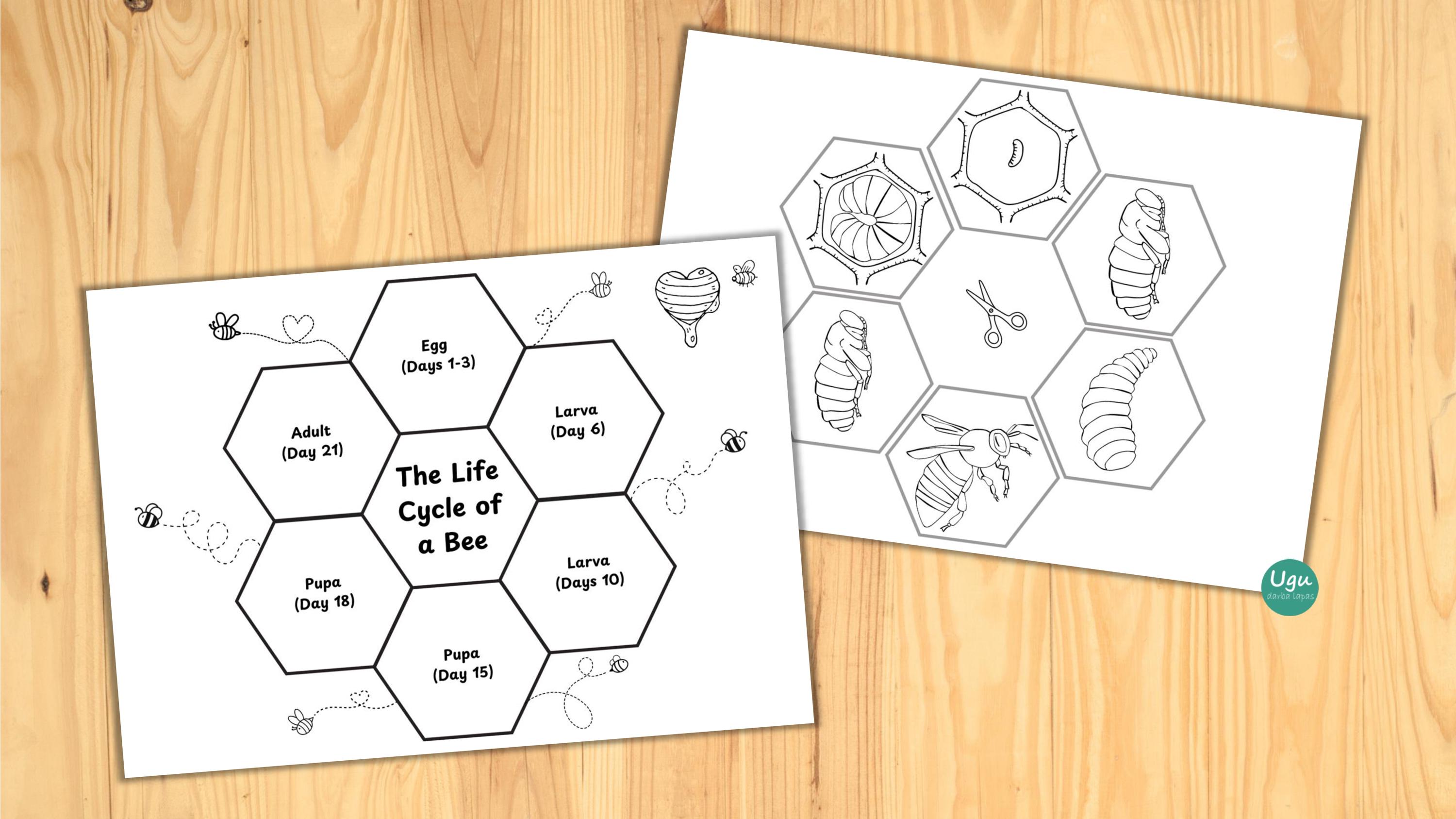 Bee Life Cycle Printable | Foldable Bee Life Cycle | Montessori Digital ...