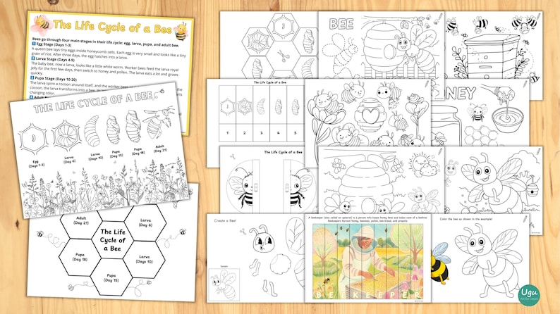 Bee Life Cycle Printable | Foldable Bee Life Cycle | Montessori Digital ...