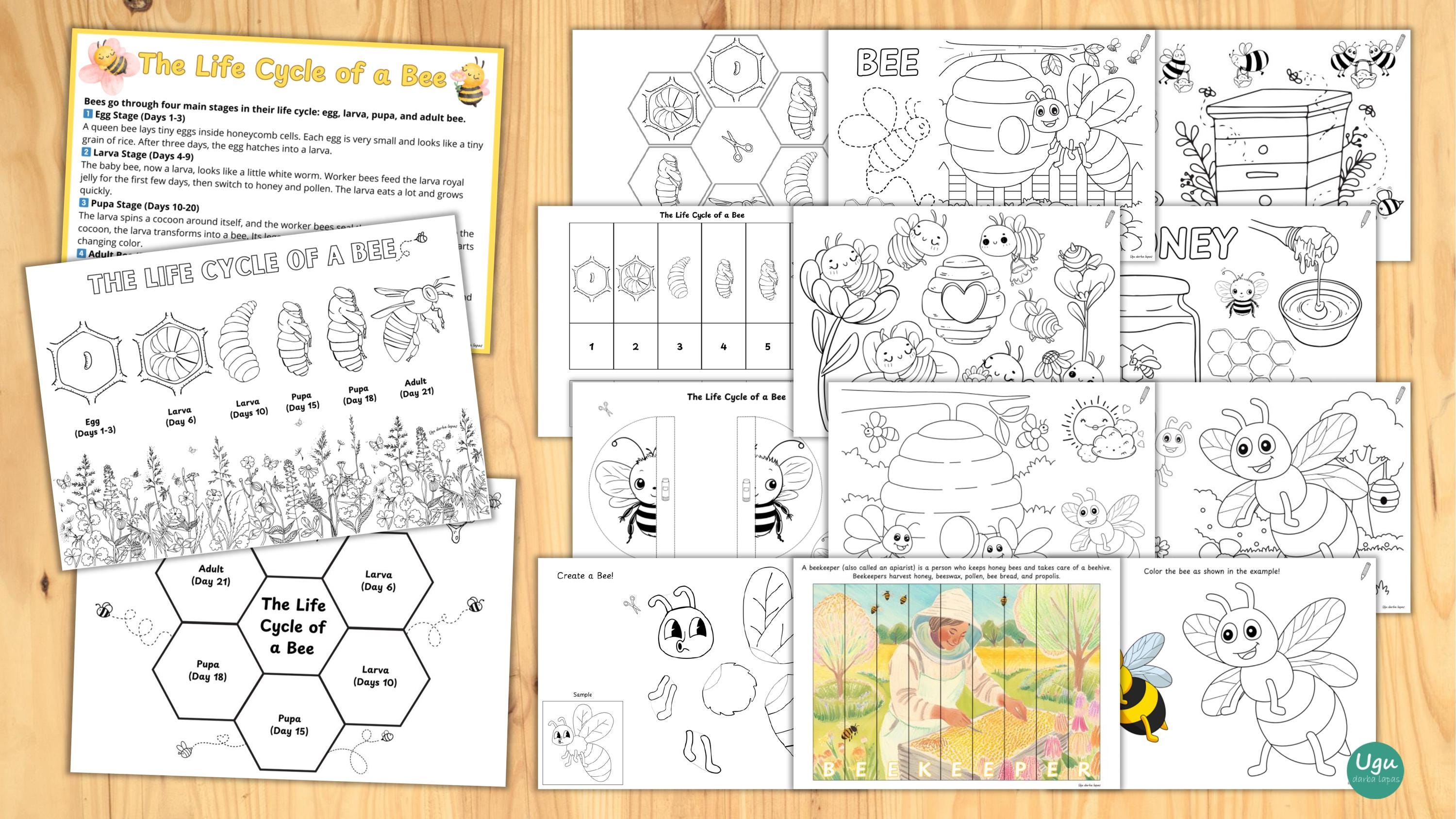 Bee Life Cycle Printable | Foldable Bee Life Cycle | Montessori Digital ...