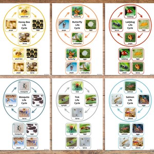 Life Cycle Printable Set: Homeschool Flashcards & Posters (PDF) - Etsy