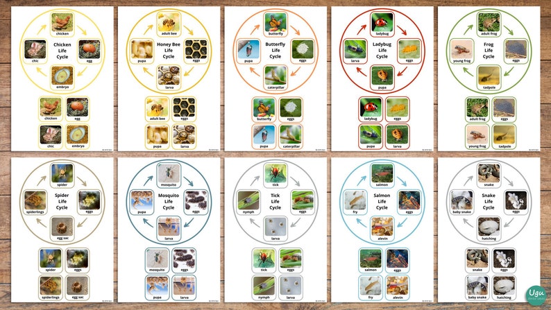 A Set of Life Cycles, Life Cycle, Printable Cards, Game, Posters ...