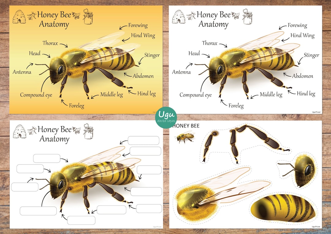 HONEY Bee,honey Bee Posters,bee Anatomy,honey Bee Study,honey Bee ...