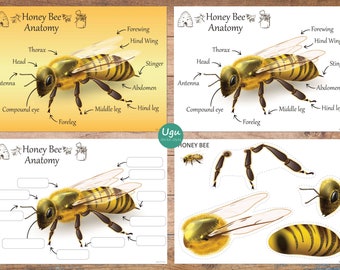 HONEY Bee,honey Bee Posters,bee Anatomy,honey Bee Study,honey Bee ...