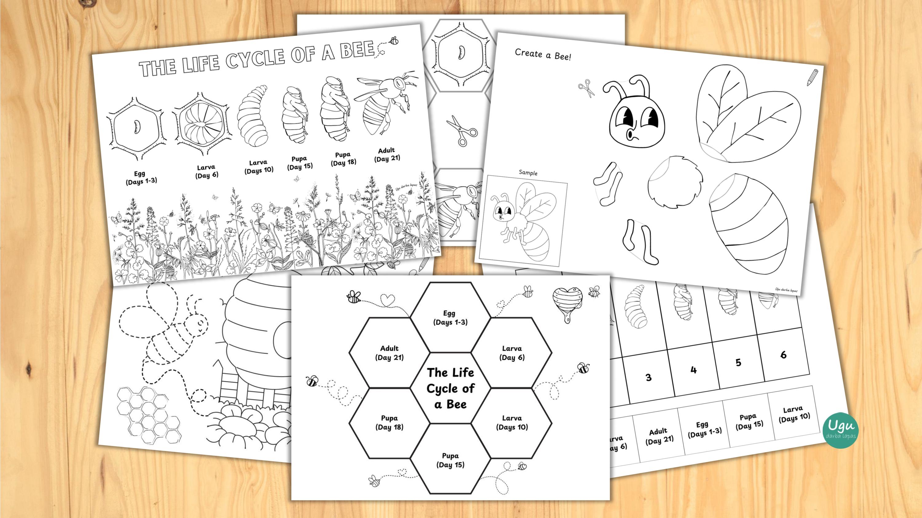Bee Life Cycle Printable | Foldable Bee Life Cycle | Montessori Digital ...