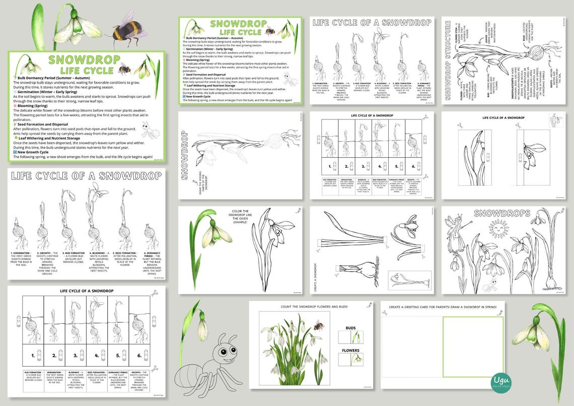 Snowdrop Life Cycle, Snowdrop Craft, Spring Activity, Preschool Spring ...