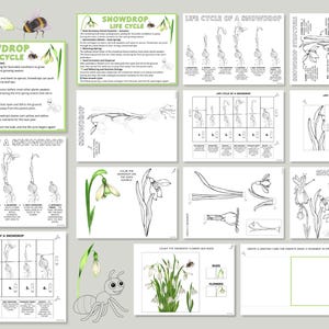 Snowdrop Life Cycle, Snowdrop Craft, Spring Activity, Preschool Spring ...