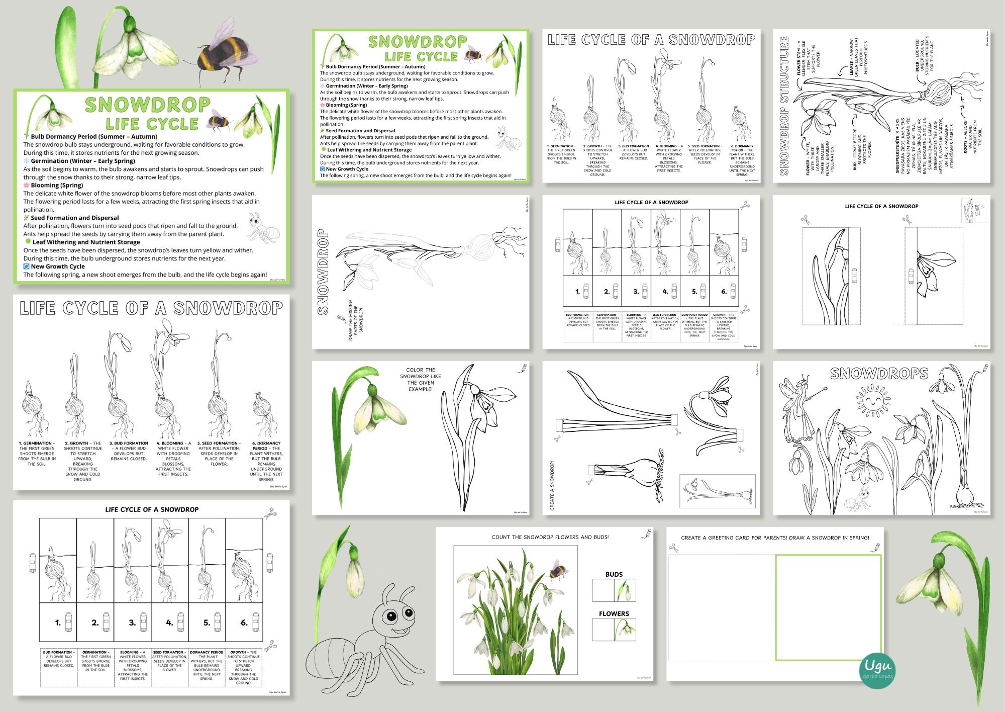 Snowdrop Life Cycle, Snowdrop Craft, Spring Activity, Preschool Spring ...