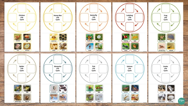 A Set of Life Cycles, Life Cycle, Printable Cards, Game, Posters ...
