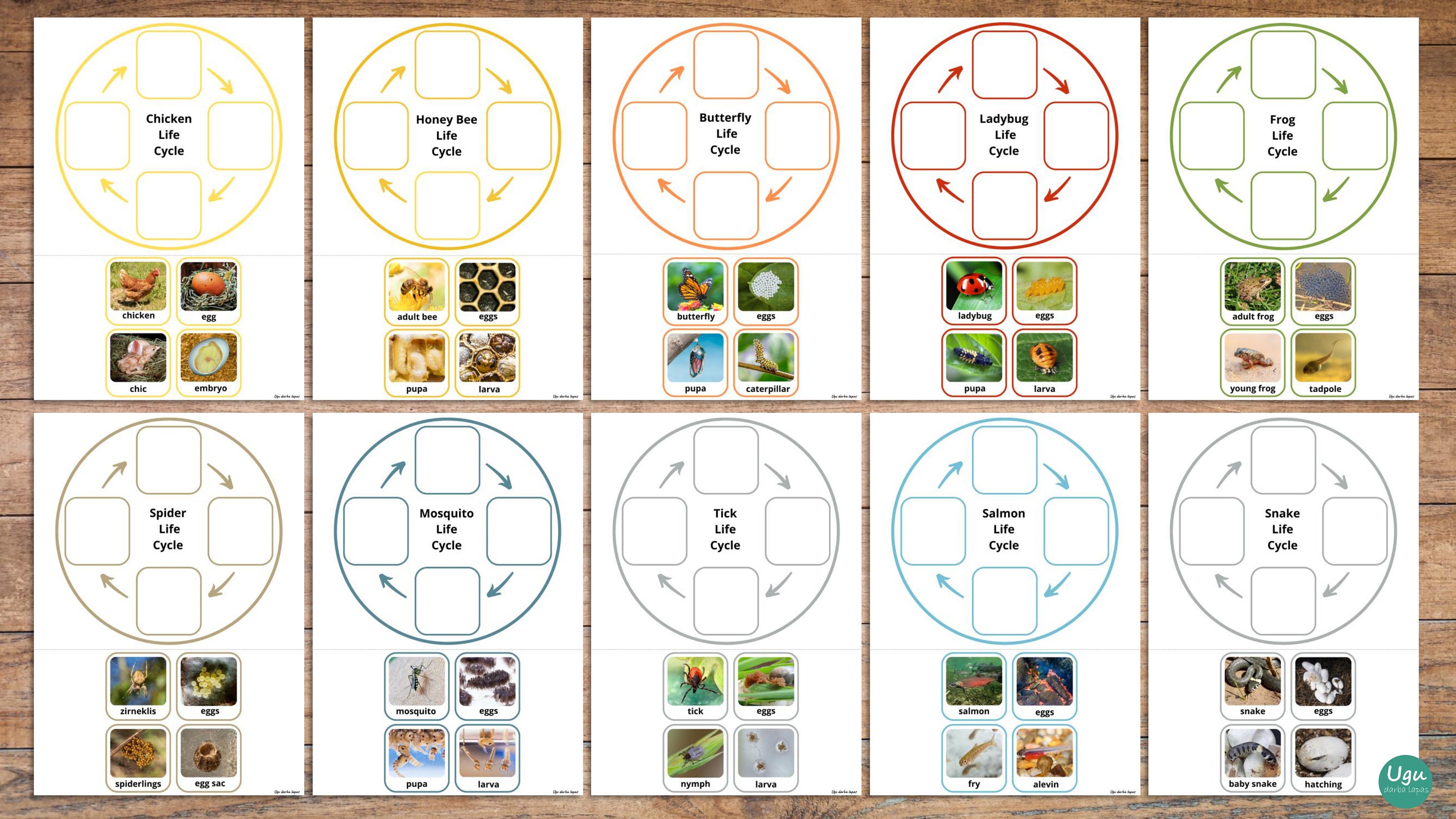 Life Cycle Printable Set: Homeschool Flashcards & Posters (PDF) - Etsy