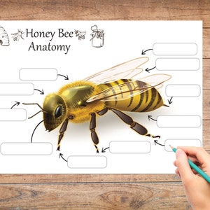 HONEY Bee,honey Bee Posters,bee Anatomy,honey Bee Study,honey Bee ...