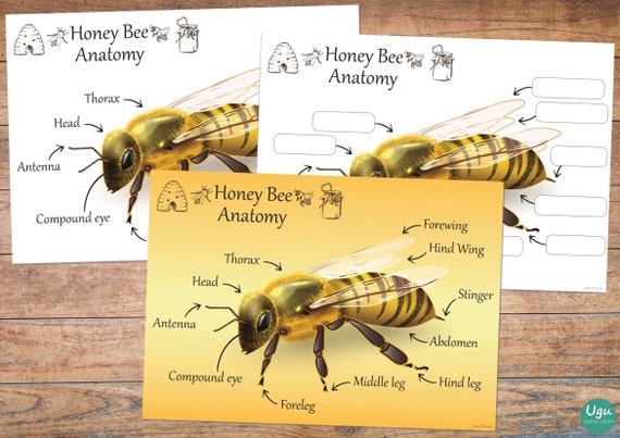 Anatomía De Una Abeja Prof. Alba Tercedor Travels Inside Small