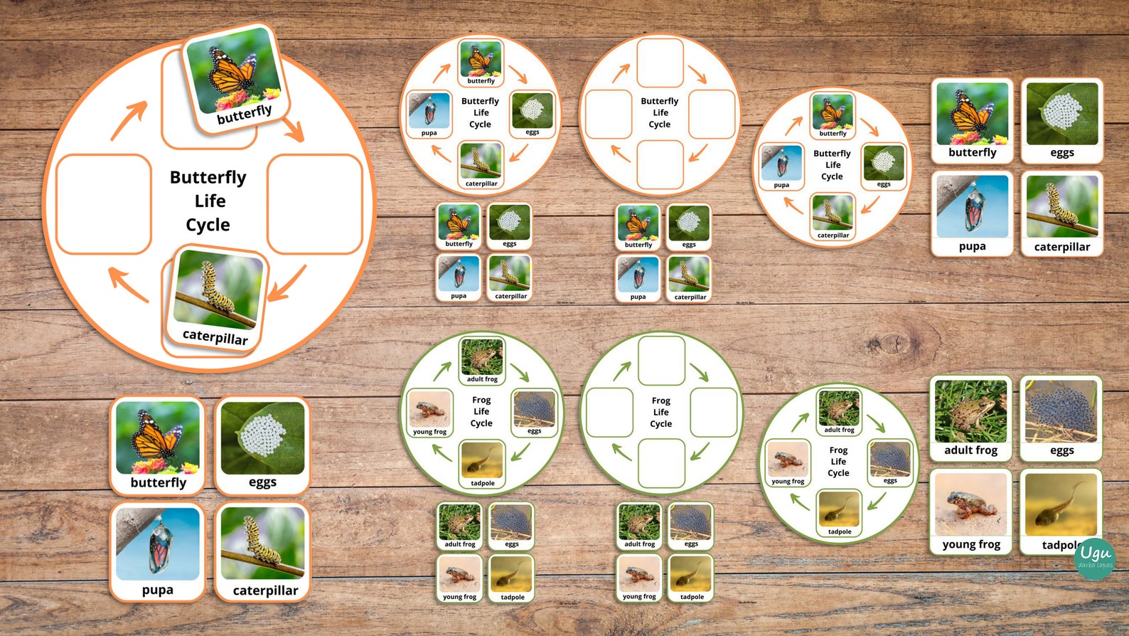 Life Cycle Printable Set: Homeschool Flashcards & Posters (PDF) - Etsy
