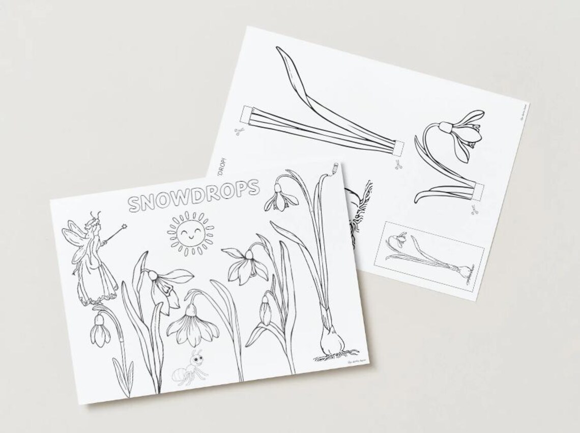 Snowdrop Life Cycle, Snowdrop Craft, Spring Activity, Preschool Spring ...