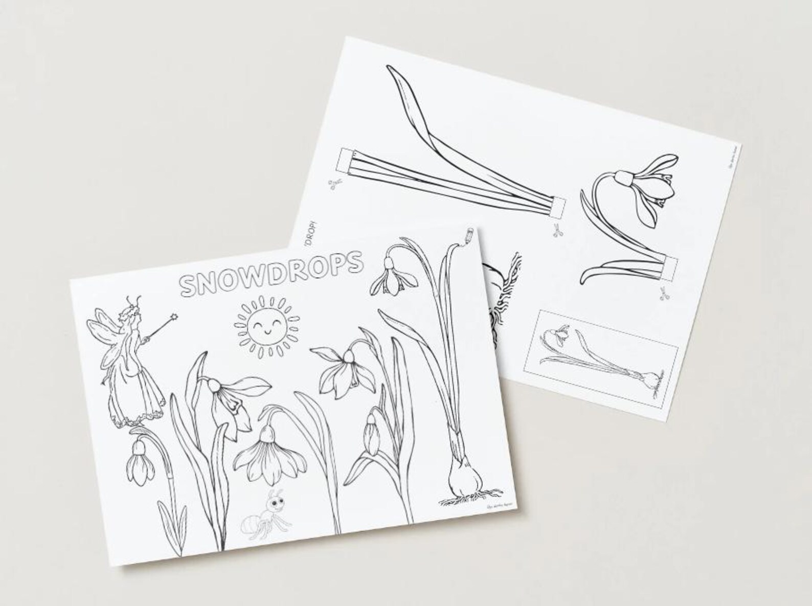 Snowdrop Life Cycle, Snowdrop Craft, Spring Activity, Preschool Spring ...