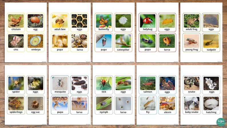 A Set of Life Cycles, Life Cycle, Printable Cards, Game, Posters ...