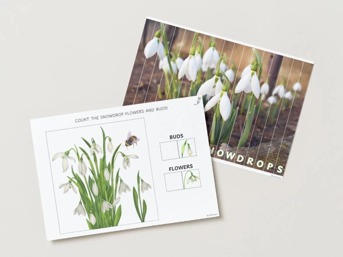 Snowdrop Life Cycle, Snowdrop Craft, Spring Activity, Preschool Spring ...