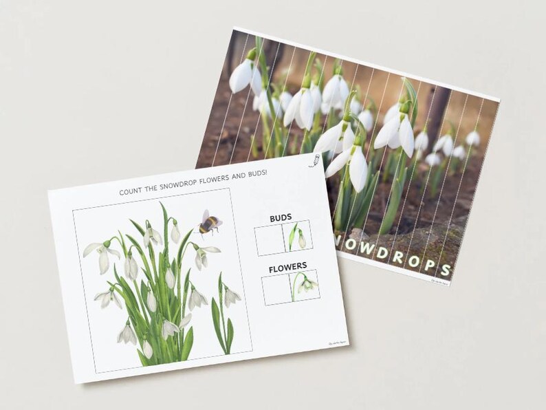 Snowdrop Life Cycle, Snowdrop Craft, Spring Activity, Preschool Spring ...