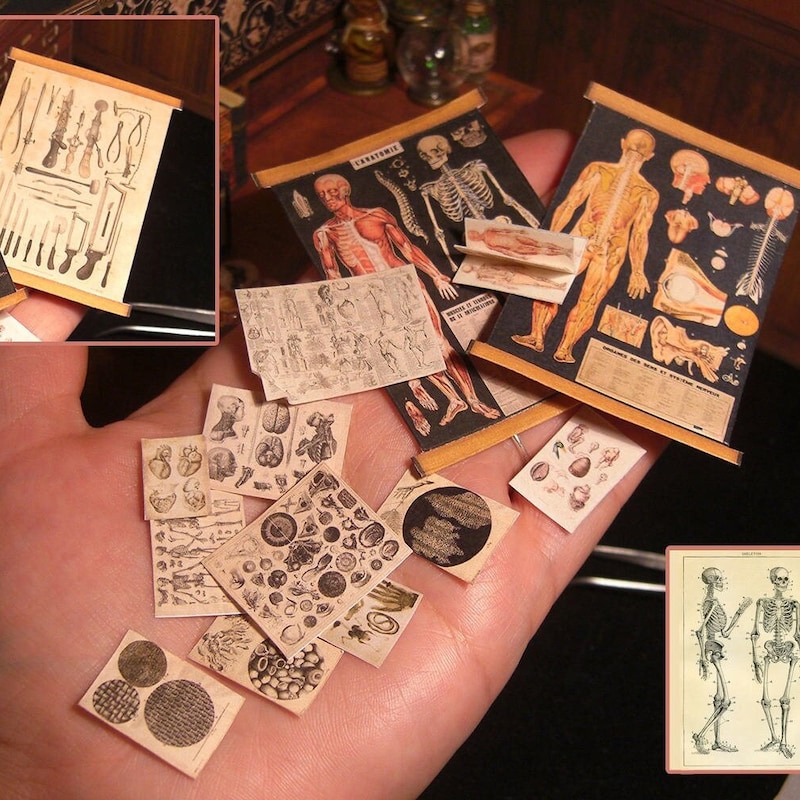 Women Anatomy Posters - Etsy