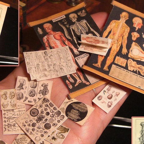 HUMAN ANATOMY Dollhouse Paper Set Miniature. Two Sides - Etsy
