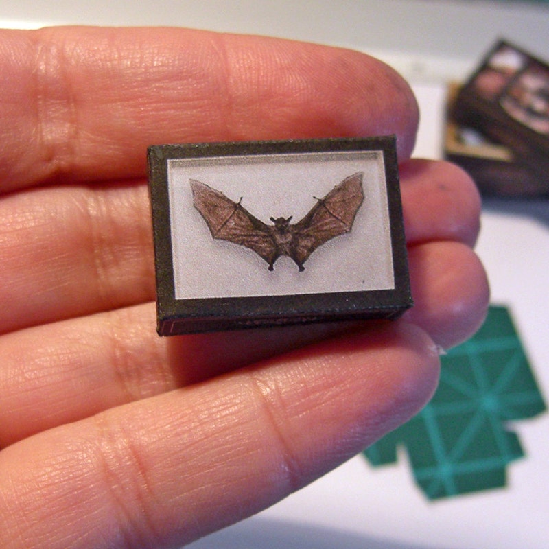 Taxidermey Real Bat - Etsy UK