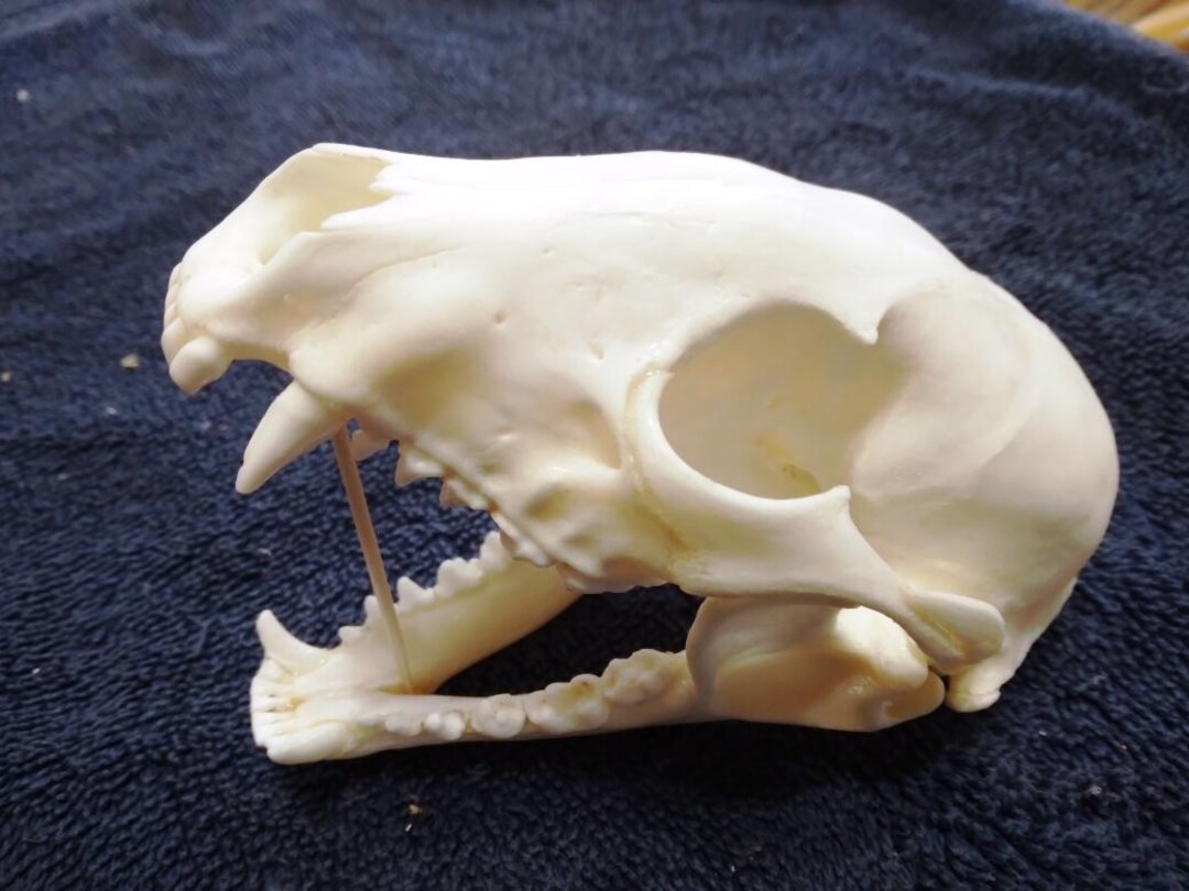 Nebraska Raccoon Skull (bone) - Etsy