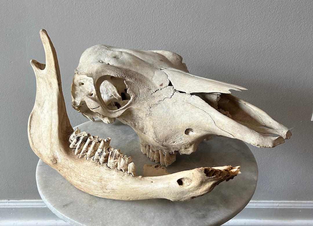 Vintage Found Bull Cow Steer Skull W/ Detached Jaw - Etsy