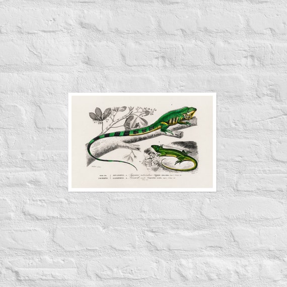 Iguana Poster Print | Etsy