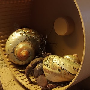 Six Inch Hermit Crab Wheel ! Deep Dish - Etsy