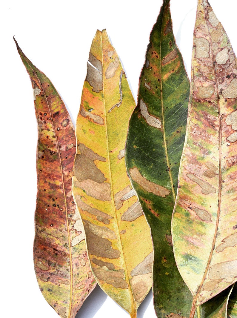 Printable Leaves Artwork Australian Gum Leaf Download | Etsy