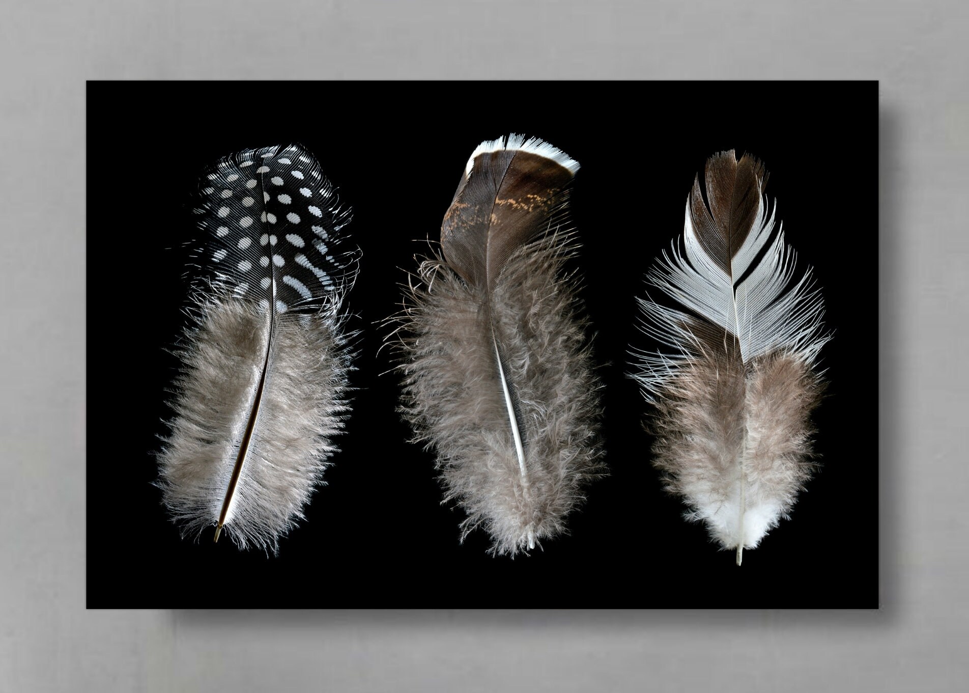 Printable Feather Wall Art Three Feathers Downloadable Print - Etsy