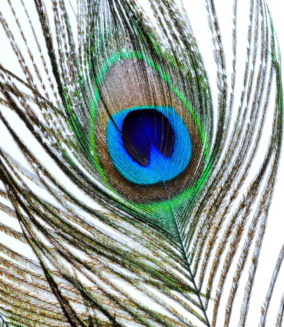 Printable Peacock Feather Print Digital Download Photography - Etsy