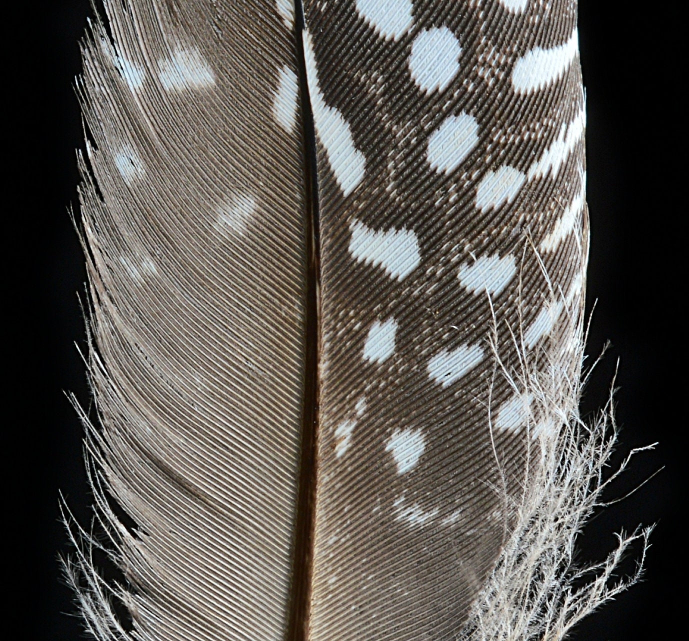 Printable Spotted Feather Photo Downloadable Photography - Etsy
