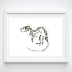 Rat Skeleton Print: Animal Print, Watercolor Anatomy Art, Unique Wall ...