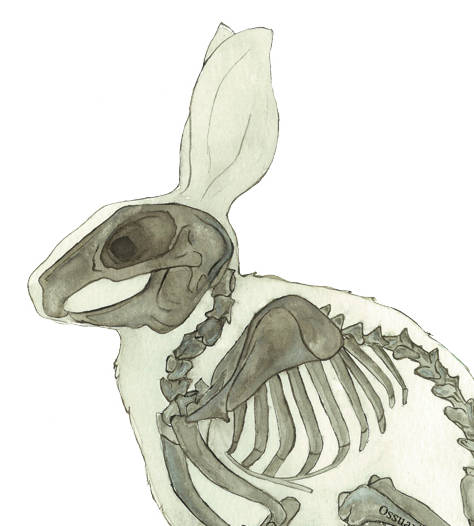Easter Bunny Skeleton Print: Unique Rabbit Anatomy Artwork | Etsy