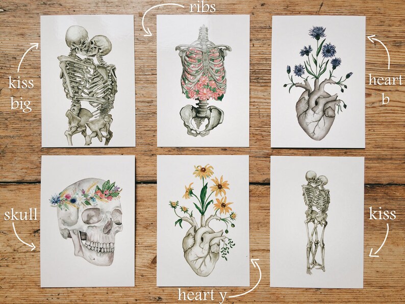 Spine With Grape Anatomy Postcard: Human Skeleton Botanical - Etsy