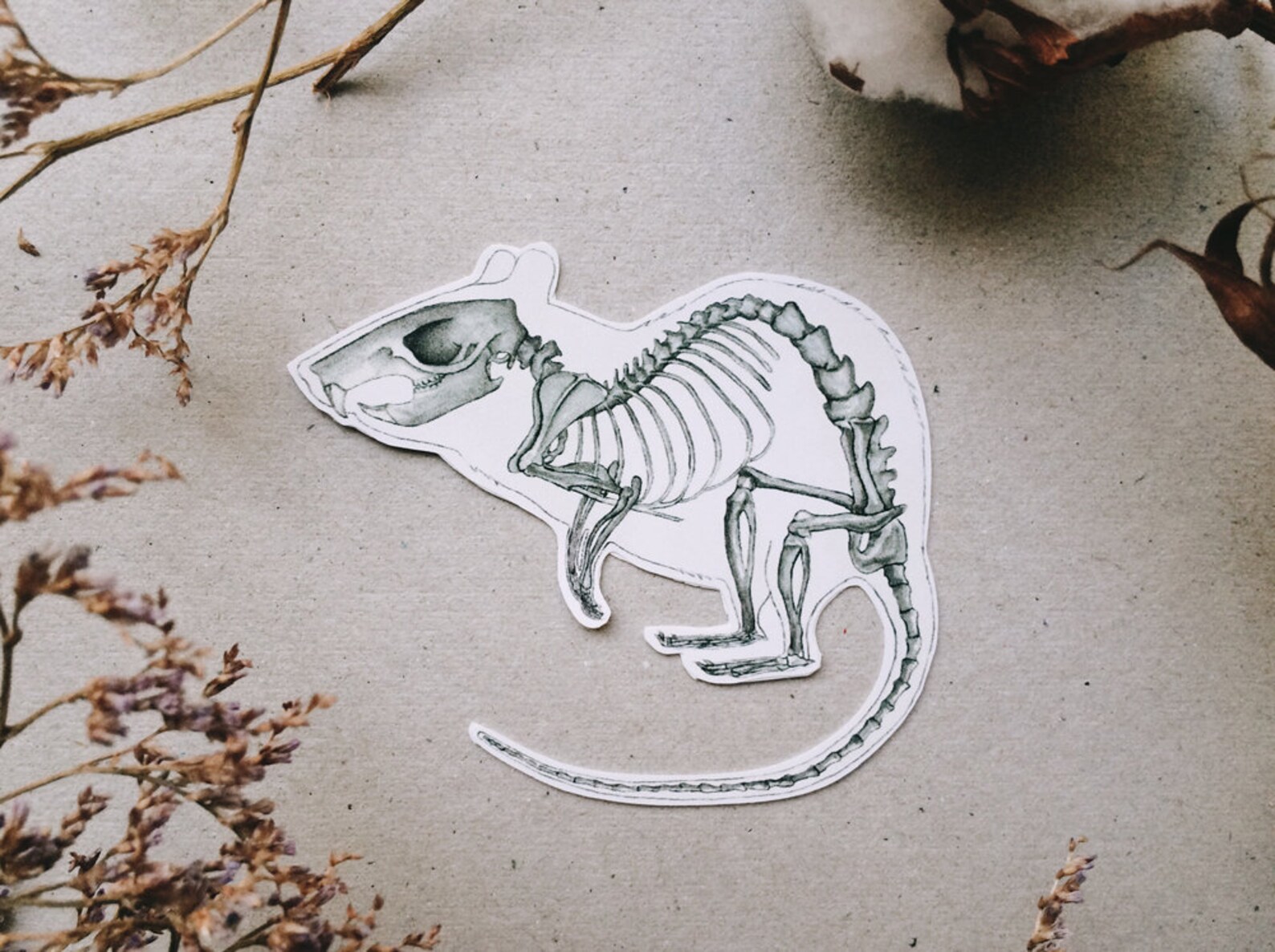Rat Skeleton Sticker: Mice Mouse Anatomy White or Transparent - Etsy