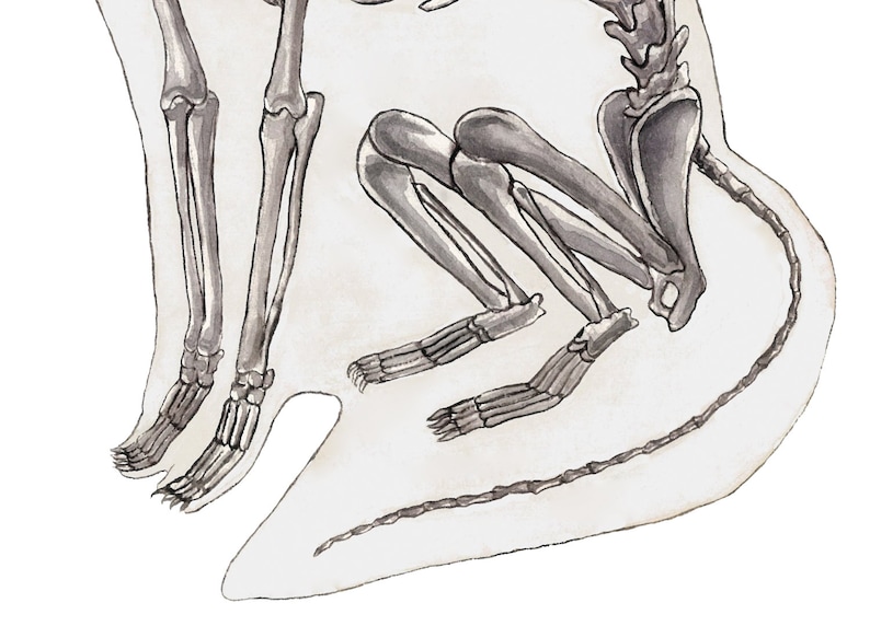 Fox Skeleton Art Print: Anatomy Wall Artwork Watercolor - Etsy