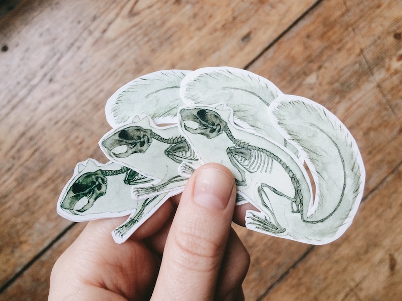 Squirrel Anatomy Skeleton Sticker: Cool Biology Zoology - Etsy