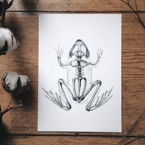 Frog Skeleton Print | Green Anatomy Art | Animal Lover Pet | Wall ...